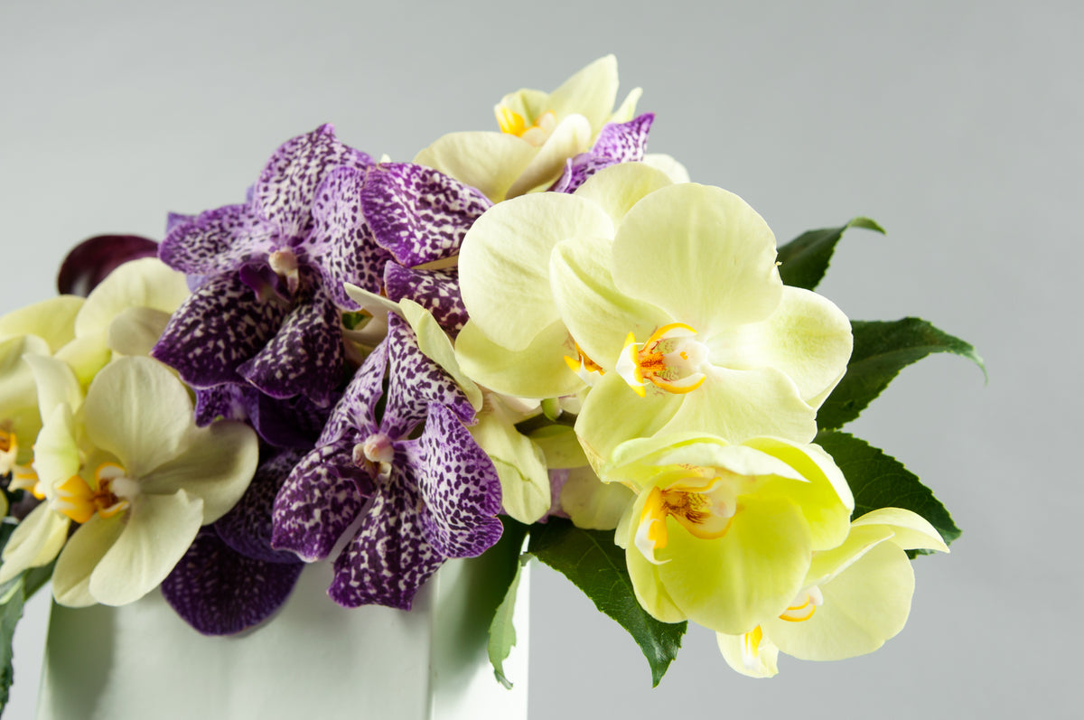 Modern Times Regal Vanda – Flower delivery: New York City & Westchester ...